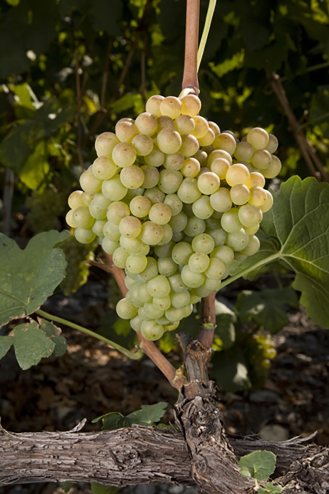 La Marsanne, L'Ermitage du Valais - Musée Valaisan de la vigne et du vin