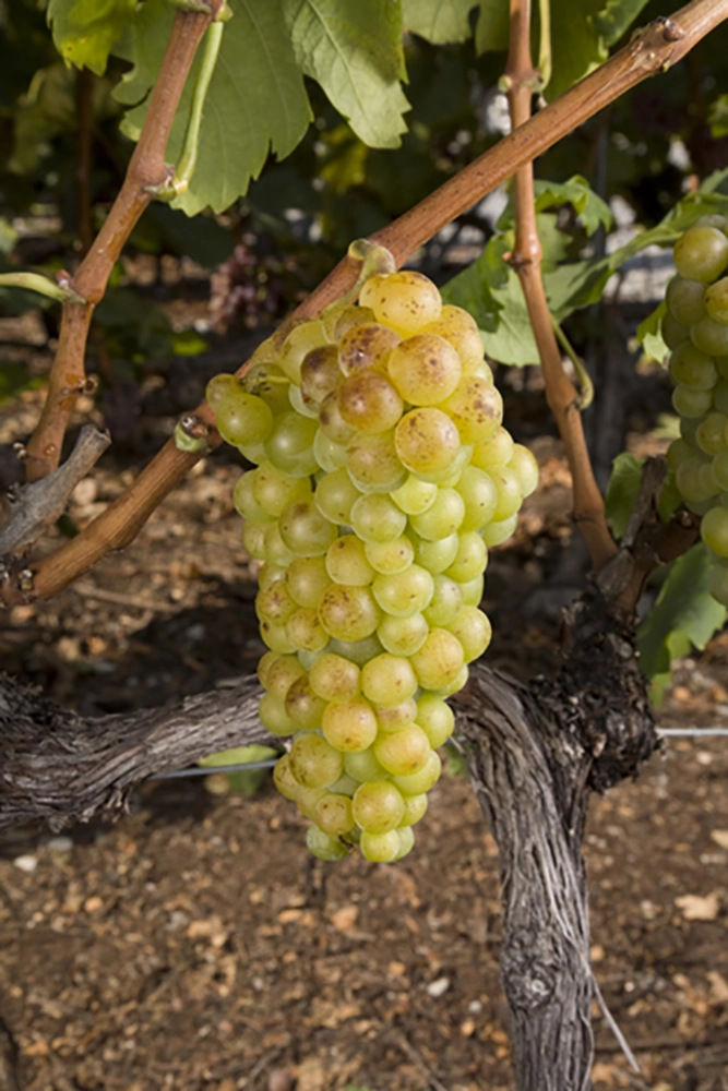 Muscat, a taste of the Mediterranean - Valais Vine and Wine Museum