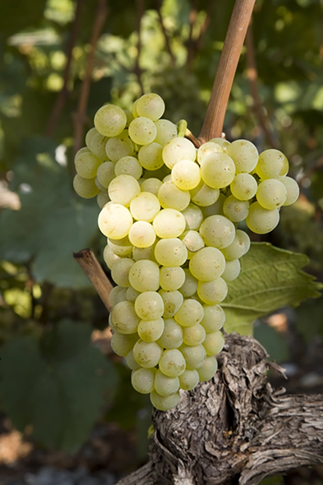 Petite Arvine, divine idyll with salty taste - Valais Vine and Wine Museum