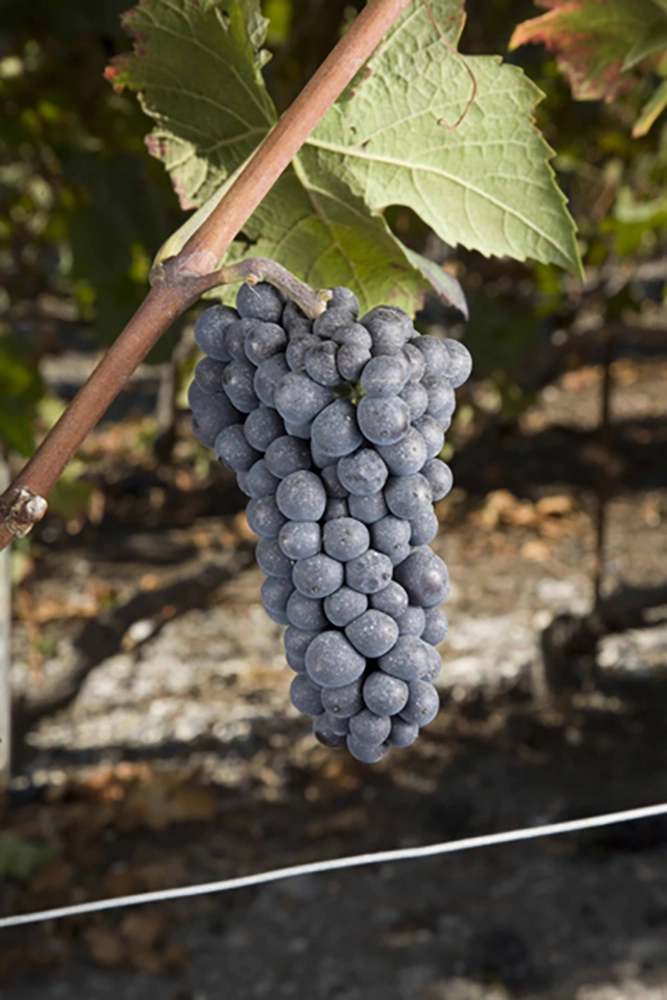 Pinot Noir, die entfaltete rote Sorte - Walliser Reb- und Weinmuseum