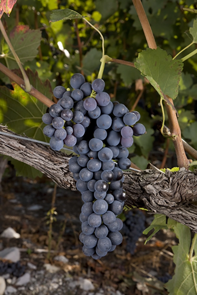 Syrah, naissance d'une passion - Musée Valaisan de la vigne et du vin